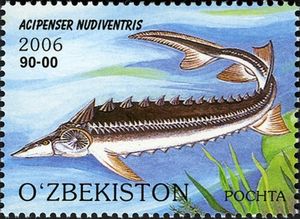 Stamp: Bastard Sturgeon (Acipenser nudiventris) (Uzbekistan(Fish (2006 ...