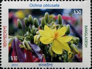 Stamp: Ochna obtusata (Bangladesh) (Philakorea 2014) Mi:BD 1147A,Yt:BD ...