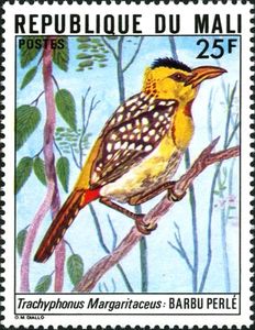 Timbre: Yellow-breasted Barbet (Trachyphonus margaritatus) (Mali(Mali ...