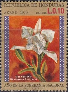 Honduras National Flower Orchid | Best Flower Site