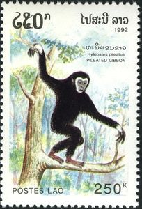 Stamp: Pileated Gibbon (Hylobates pileatus) (Laos(Apes) Mi:LA 1339,Sn ...