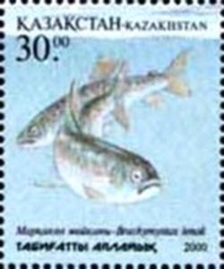 Stamp: Sharp-snouted Lenok (Brachymystax lenok) (Kazakhstan(Fauna of ...