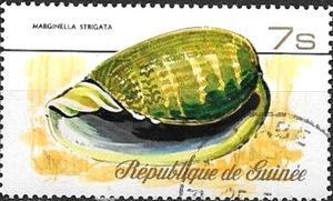 Stamp: Striped Marginella (Marginella strigata) (Guinea(Sea snails) Mi:GN 771A,Sn:GN 733,Yt:GN ...