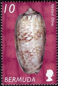 Stamp: Netted Olive (Americoliva reticularis) (Bermuda) (Shells ...