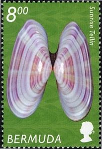 Stamp: Sunrise Tellin (Tellina radiata) (Bermuda(Shells (definitives ...
