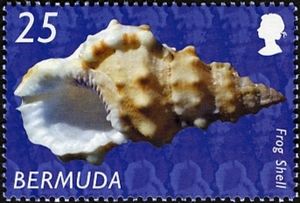 Stamp: Chesnut Frog Shell (Marsupina bufo) (Bermuda(Shells (definitives ...