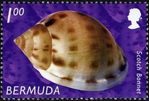 Stamp: Scotch Bonnet (Semicassis granulata) (Bermuda(Shells ...