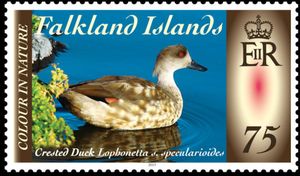 切手: Crested Duck (Lophonetta specularioides) (フォークランド諸島(Colour in ...