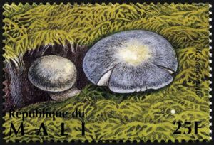 Stamp: Western Russula (Russula occidentalis) (Mali(Mushrooms (1996 ...