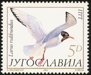 Stamp: Black-headed Gull (Larus ridibundus) (Yugoslavia(Fauna - Gulls ...