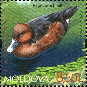 Stamp: Ferruginous Duck (Aythya nyroca) (Moldova(Red Book of Moldova ...
