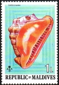 Stamp: Dwarf Helmet (Cassis nana) (Maldives(Sea Shells and Cowries) Mi:MV 551,Sn:MV 533,Yt:MV ...