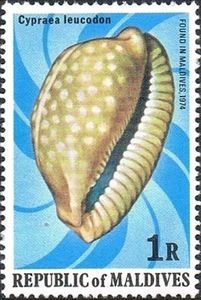 Stamp: White-toothed Cowry (Cypraea leucodon) (Maldives(Sea Shells) Mi ...