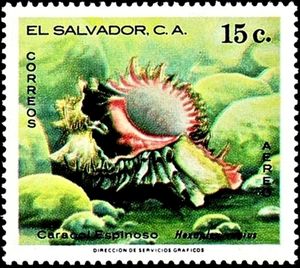 Stamp: Regal Murex (Hexaplex regius) (El Salvador(Shells and Snails) Mi ...