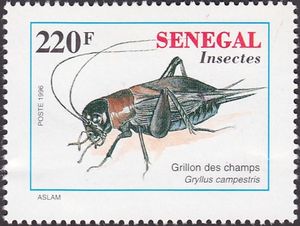 Stamp: European Field Cricket (Gryllus campestris) (Senegal(Insects ...