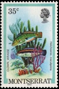 Stamp: Clown Wrasse (Halichoeres maculipinna) (Montserrat(Fish (1983 ...