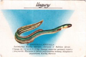 Calendario de Bolsillo: Ungurys (Eel) (Unión Soviética, URSS(Lithuanian ...