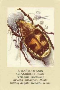 Pocket Calendar: Rastuotasis Grambuoliukas(Trichius fasciatus) - 03/10 ...