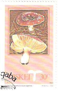 Stamp: Russula capensis (Ciskei(Edible mushrooms) Mi:ZA-CS 113,Sn:ZA-CS ...