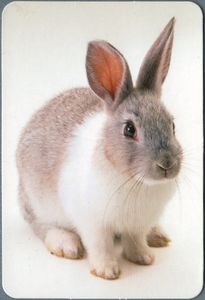 Calendario de Bolsillo: Rabbit (Israel(Rabbits) Col:IL-2011-Rabbit-001.02