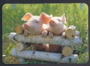 Calendario de Bolsillo: Two Pigs (España(S.I.A.C. - Stichting ...