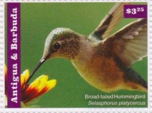 Stamp: Broad-tailed Hummingbird (Selasphorus platycercus) (Antigua and ...