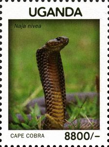 Stamp: Cape Cobra (Naja nivea) (Uganda(Reptiles of Africa (2014)) Mi:UG ...