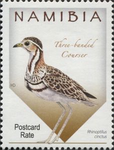 Stamp: Three-banded Courser (Rhinoptilus cinctus) (Namibia(Coursers) Mi ...