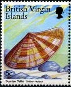 Stamp: Sunrise Tellin (Tellina radiata) (British Virgin Islands(Shells ...