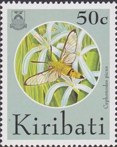 Timbre: Clear-winged Hawkmoth (Cephonodes picus) (Kiribati(Butterflies ...