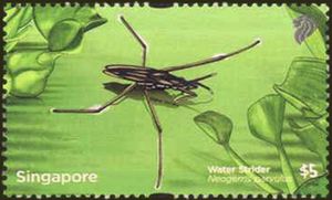 Stamp: Water Strider (Neogerris parvulus) (Singapore(Pond Life ...