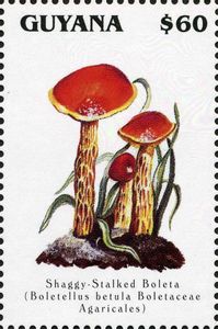 Stamp: Boletellus betula (Guyana) (Mushrooms (1996)) Mi:GY 5537,Sn:GY ...