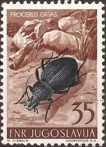 Stamp: Ground Beetle (Carabus gigas) (Yugoslavia(Fauna (1954)) Mi:YU ...