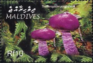 Stamp: Thaxterogaster porphyreum (Maldives) (Mushrooms (2004)) Mi:MV ...