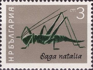 Stamp: Grasshopper (Saga natalia) (Bulgaria(Insects) Mi:BG 1448,Sn:BG ...