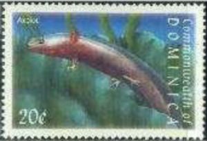 Stamp: Axolotl (Ambystoma mexicanum) (Dominica(Fauna 2001) Mi:DM 3069 ...