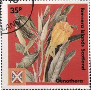 Stamp: Oenothera (Scotland, Bernera Island: Cinderella Stamps(Bernera ...