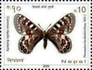Stamp: Common Apollo Butterfly (Parnassius hardwickei) (Nepal ...
