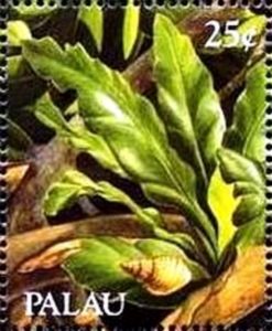 Stamp: Bird's nest Fern (Asplenius sp.) (Palau(Stilt mangrove fauna ...