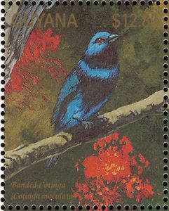 Stamp: Banded Cotinga (Cotinga maculata) (Guyana(Birds) Mi:GY 3452,Sn ...