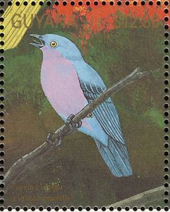Stamp: Lovely Cotinga (Cotinga amabilis) (Guyana(Birds) Mi:GY 3465,Sn ...