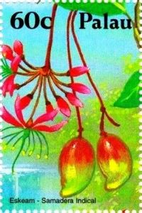 Stamp: Samadera indical (Palau(Flowers) Mi:PW 2069,Sn:PW 674b,Yt:PW 1815