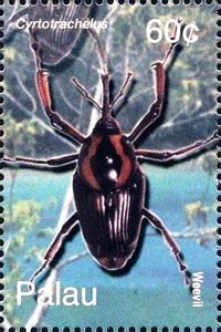 Stamp: Weevil (Palau(Insects (2003)) Mi:PW 2179,Sn:PW 719b,Yt:PW 1922 ...