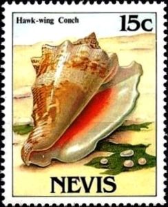 Stamp: Hawk-wing conch (Nevis) (Seashells) Mi:KN-N 483,Sn:KN-N 560,Yt ...