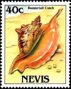 Stamp: Roostertail conch (Nevis(Seashells) Mi:KN-N 484,Sn:KN-N 561,Yt ...