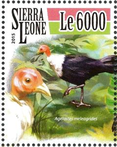 Známky: White-breasted Guineafowl - Agelastes meleagrides (Sierra Leone ...