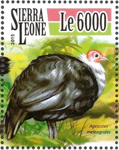 Známky: White-breasted Guineafowl - Agelastes meleagrides (Sierra Leone ...