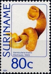 Stamp: Vermicularia knorrii (Suriname(Mussels and Snails) Mi:SR 1074,Sn ...