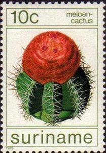 Stamp: Meloen-cactus (Suriname(Cacti) Mi:SR 1115,Sn:SR 698,Yt:SR 983,Sg ...