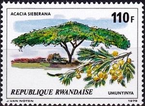 Stamp: Acacia sieberana (Rwanda(African trees and shrubs) Mi:RW 991,Sn ...